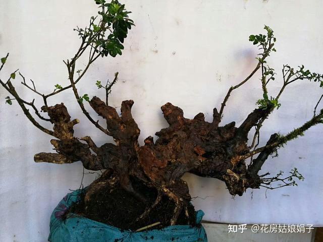 3招教会你，让树桩快速发芽成活，方法简单，一看就会 - 知乎