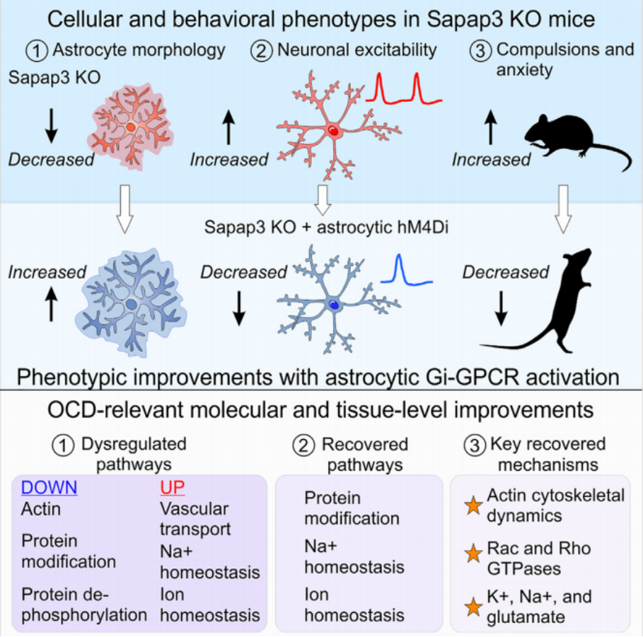 Neuron | LifeAct-GFP肌动蛋白细胞骨架标记物揭示星形胶质细胞Gi-GPCR信号通路在强迫和焦虑行为中的作用 - 知乎