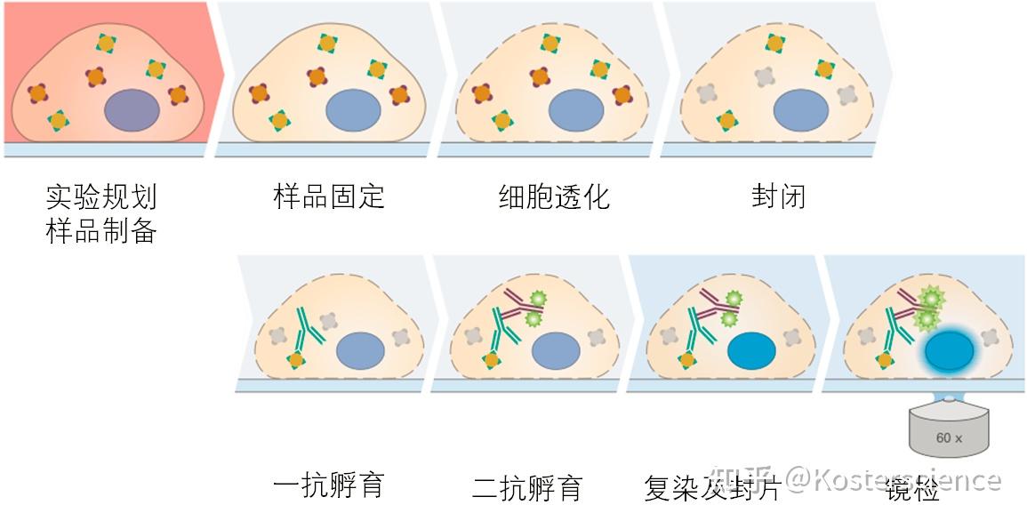 科研人看过来 | ibidi 教你做免疫荧光咯！ - 知乎