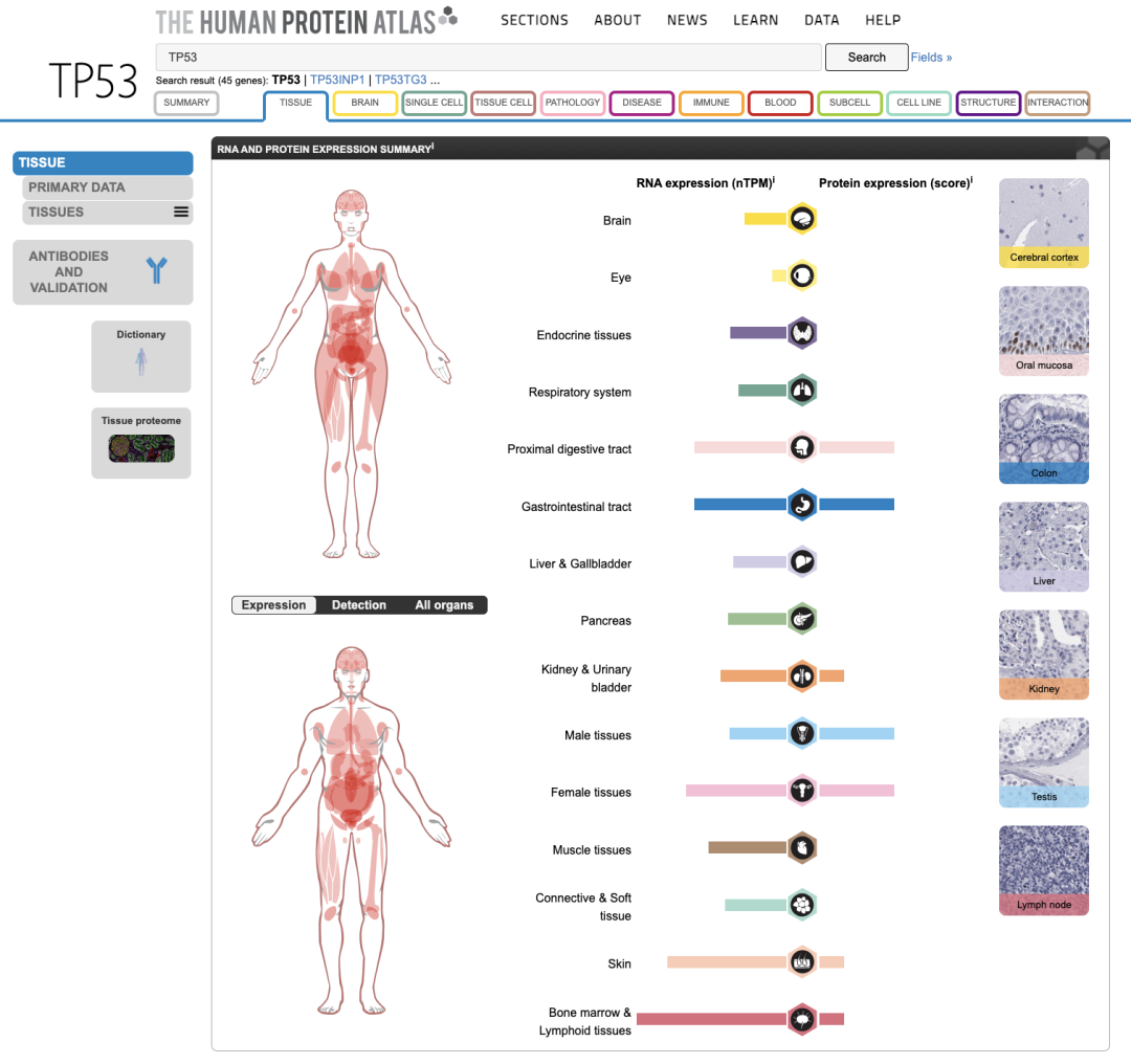 解忧小工具 | 人类蛋白质图谱（HPA）数据库，给你的SCI文章加点料！ - 知乎