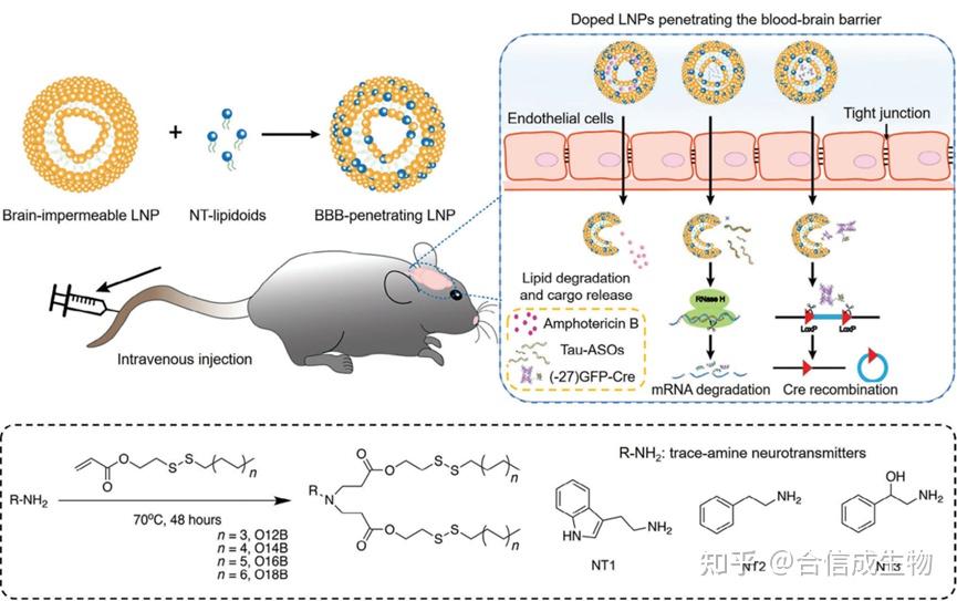 mRNA相关综述之LNP肝外靶向策略研究进展 - 知乎