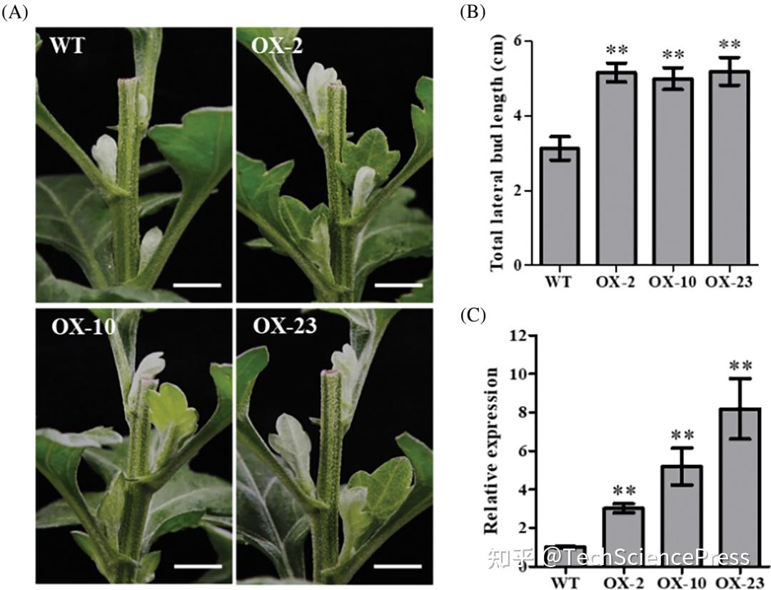 【PHYTON编辑推荐】南京农业大学陈发棣教授团队在菊花研究上取得新进展丨TSP文章精选 - 知乎