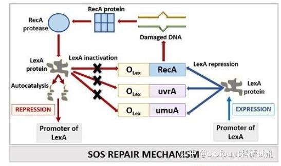 SOS维修--DNA修复系统（定义、组成、步骤） - 知乎