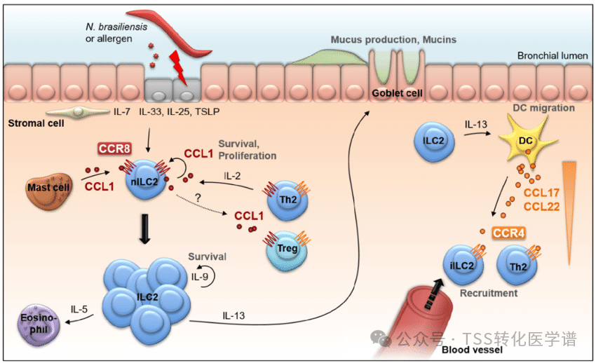 靶向 Treg 细胞经典靶点：CCR8 - 知乎