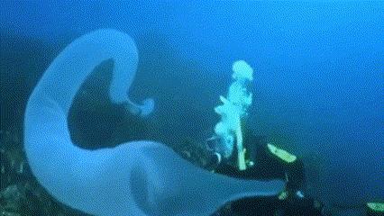 听说它长大了会吃掉自己的脑子？！ - 知乎