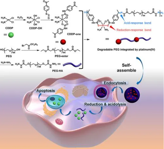 DMPC-PEG-DOC 磷脂-聚乙二醇-多西他赛 - 知乎