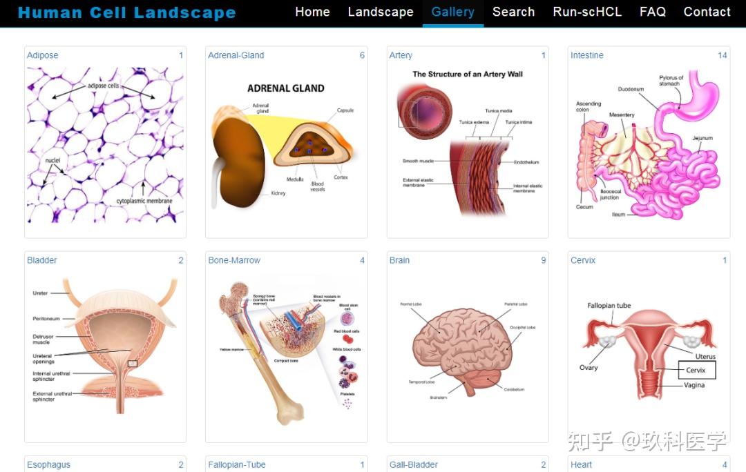 如何用单细胞发一区文章？这些宝藏单细胞数据库可以帮到你！ - 知乎