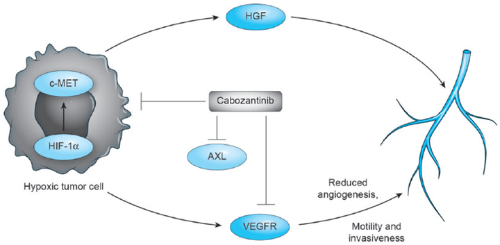 关于多靶点广谱抗癌靶向药卡博替尼（Cabozantinib，俗称XL184）的常见问答汇总！ - 知乎