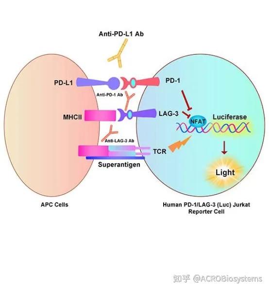 THRB, THRA报告基因细胞株：助力蓝海疾病MASH激动剂开发 - 知乎