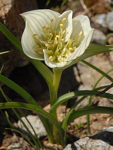 多肉植物全图鉴17：秋水仙科（Colchicaceae），秋水仙属（Colchicum） 原始种A-H - 知乎