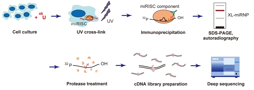 科研文章中怎样选择CLIP、RIP-SEQ？ - 知乎