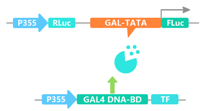 转录因子研究套路（三） - 知乎
