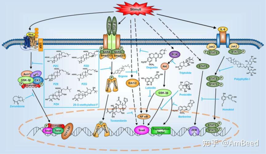 【AmBeed解读】EMT：一个关键生物学过程及其潜在的药物干预点 - 知乎