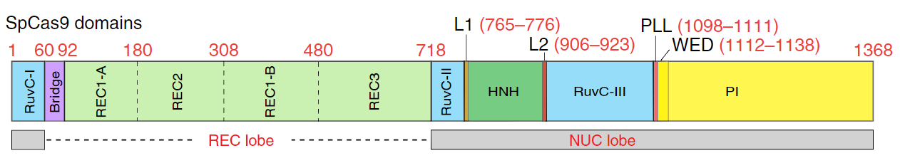 Cas Protein - Cas9蛋白作用机制详解 - 知乎