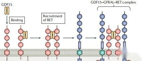 【新年快乐】生长分化因子15（GDF15）浅析 - 知乎