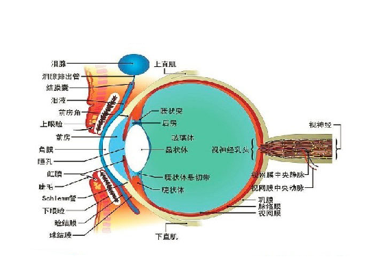 AAV在眼睛里的注射方式有哪些？ - 知乎