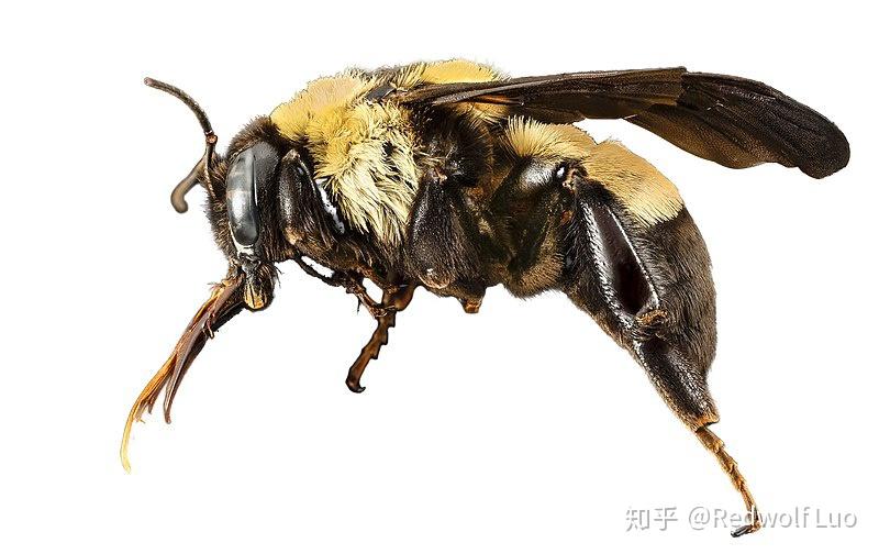美国人为什么对“大黄蜂”情有独钟？ - 知乎