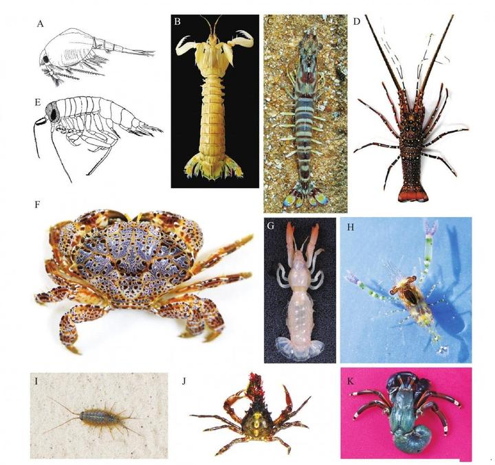 【动物界全系列】寡甲总纲—介形纲 - 知乎