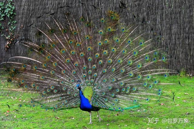 动物的尾巴 - 知乎