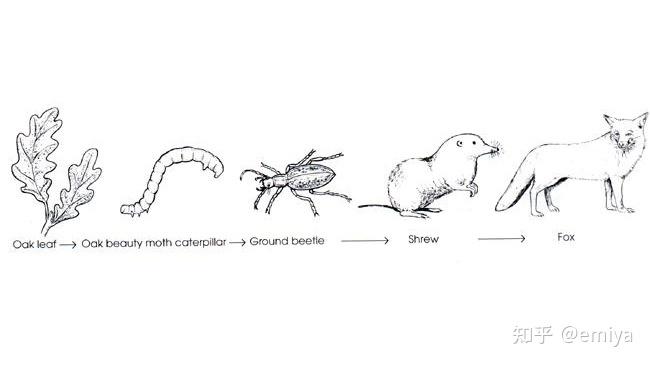 [从零开始学LLaVA-09] Onevision数据样例(一) - 知乎