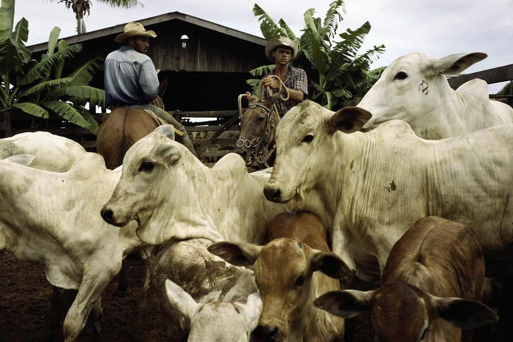 Alex Webb | 全集：99%的街拍照片都是失败的 - 知乎