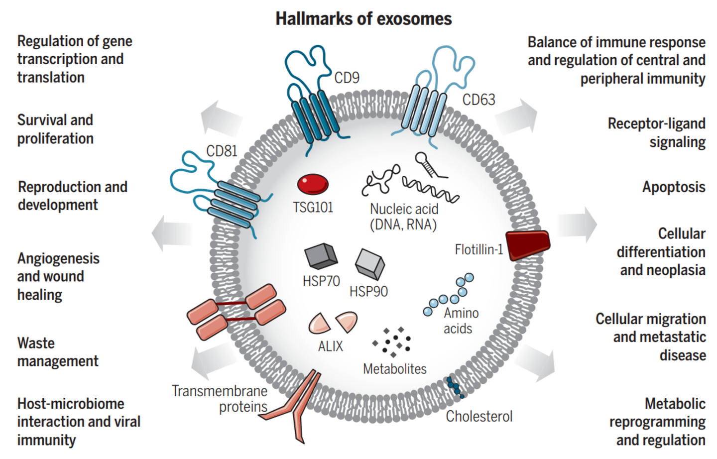 外泌体（Exosomes）全解析 - 知乎