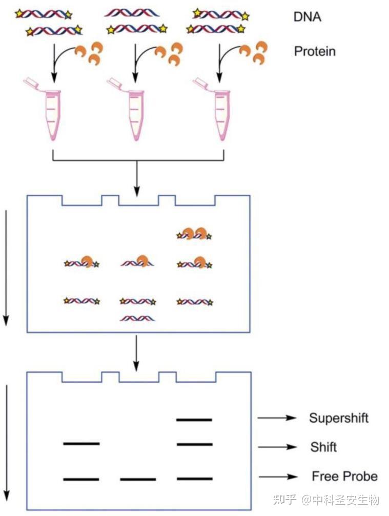 蛋白-DNA互作：凝胶阻滞实验EMSA原理及实验步骤 - 知乎