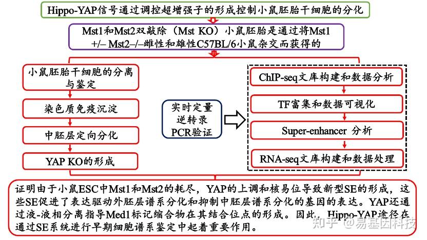 易基因：ChIP-seq等组学分析揭示Hippo-YAP信号调控动物胚胎干细胞(ESC)分化机制：NAR - 知乎