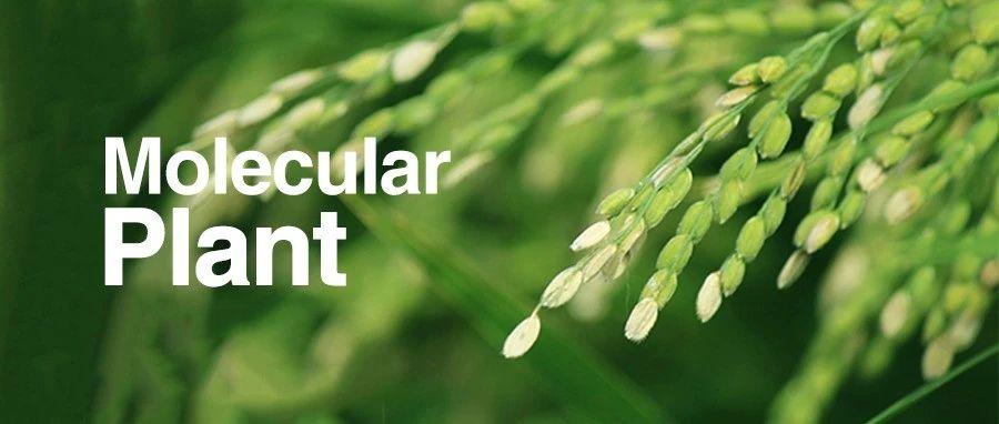 Mol Plant | 陈晓洋/徐秋涛团队：2-羟基异丁酰化修饰调控水稻免疫新机制 - 知乎