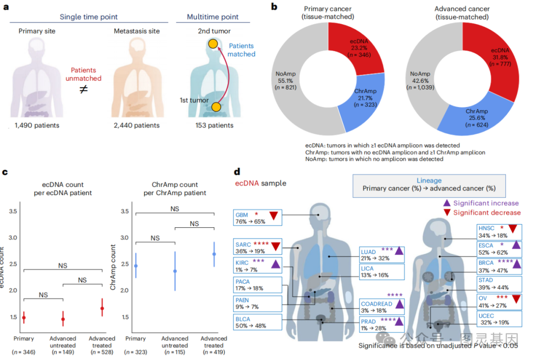 Nat Gen ｜ 耶鲁医学院：胞外染色体DNA扩增在癌症发展中的作用与机理 - 知乎