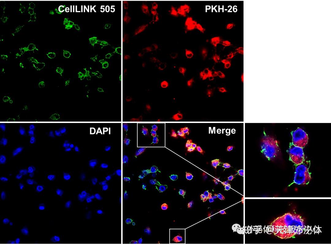 CellLINK，不透膜的细胞轮廓标记染料 - 知乎