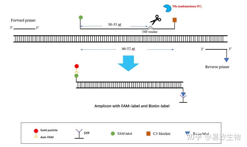 Design Principles of RPA RAA Nfo Probe - 知乎