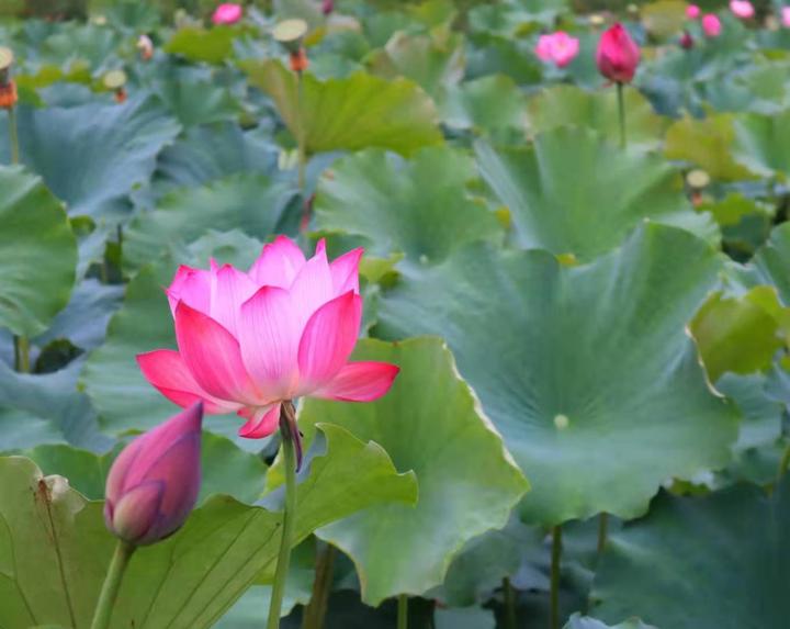 AST（abstract syntax tree）详解 - 知乎