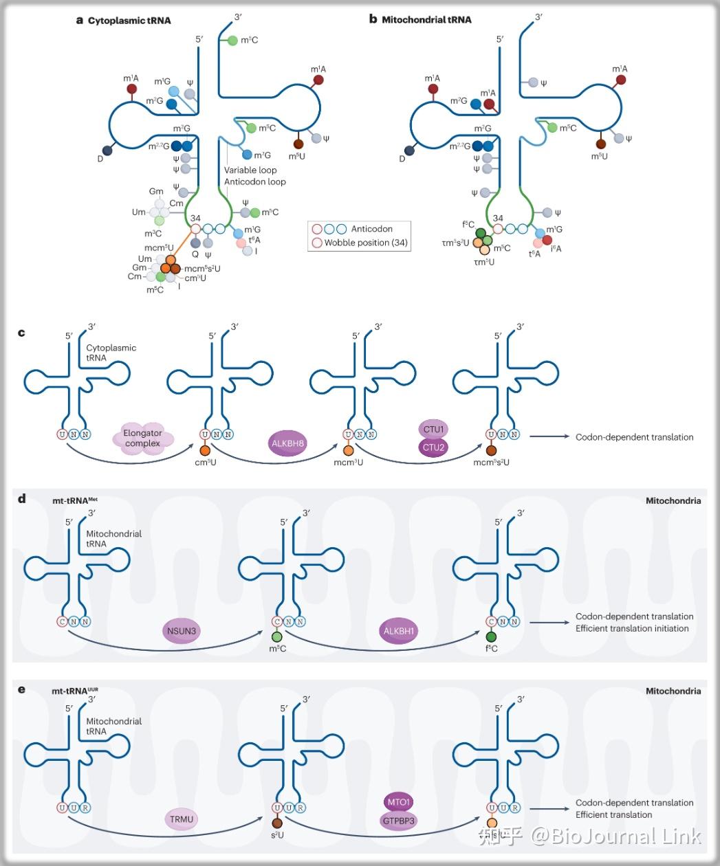 综述精读 | NatRevGenet | RNA修饰在生理学和疾病中的研究：迈向临床应用 - 知乎