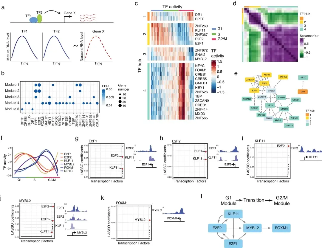 snapTotal-seq：单细胞Total RNA-seq分析揭示转录调控中心 - 知乎