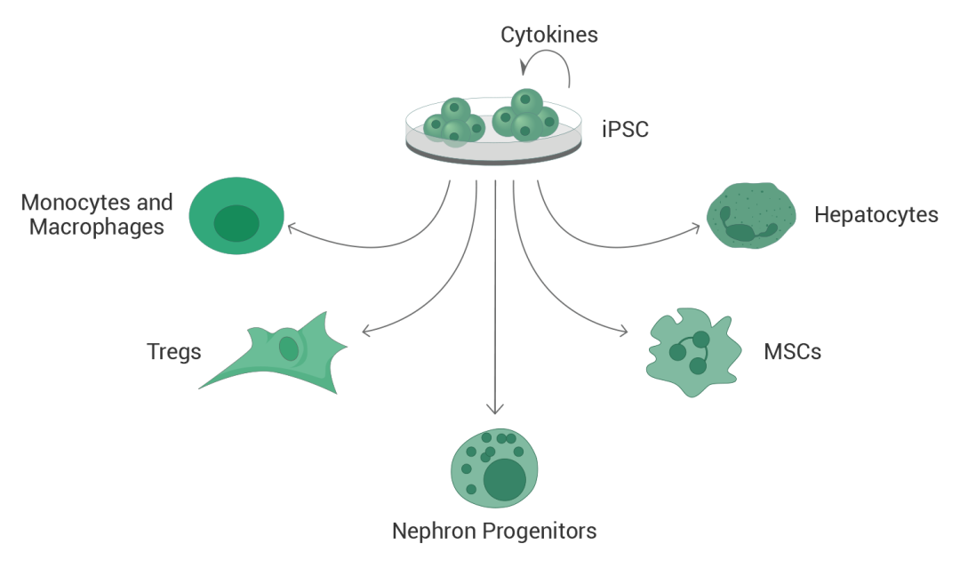 iPSC研究进展及分化相关细胞因子简述 - 知乎