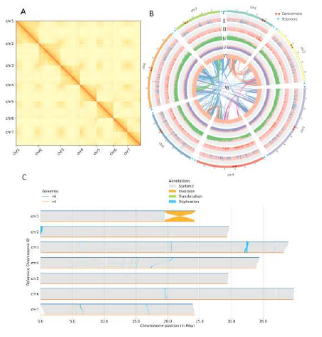还不知道T2T基因组？你OUT了！ - 知乎