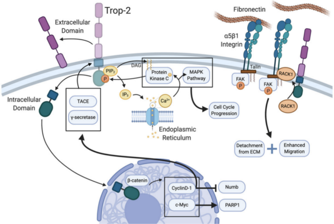 泛癌治疗潜力靶点-Trop2 - 知乎