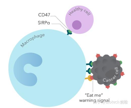 CD47靶点丨吉利德终止三期,国内二代CD47单抗能否逆袭 - 知乎