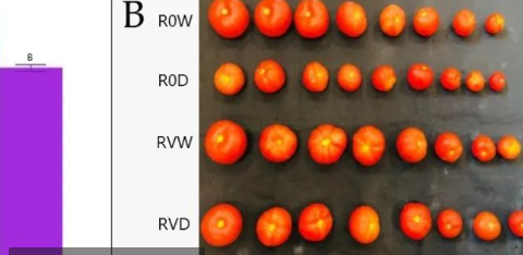番茄黄化曲叶病毒(TYLCV)提高番茄植株抗旱性 - 知乎