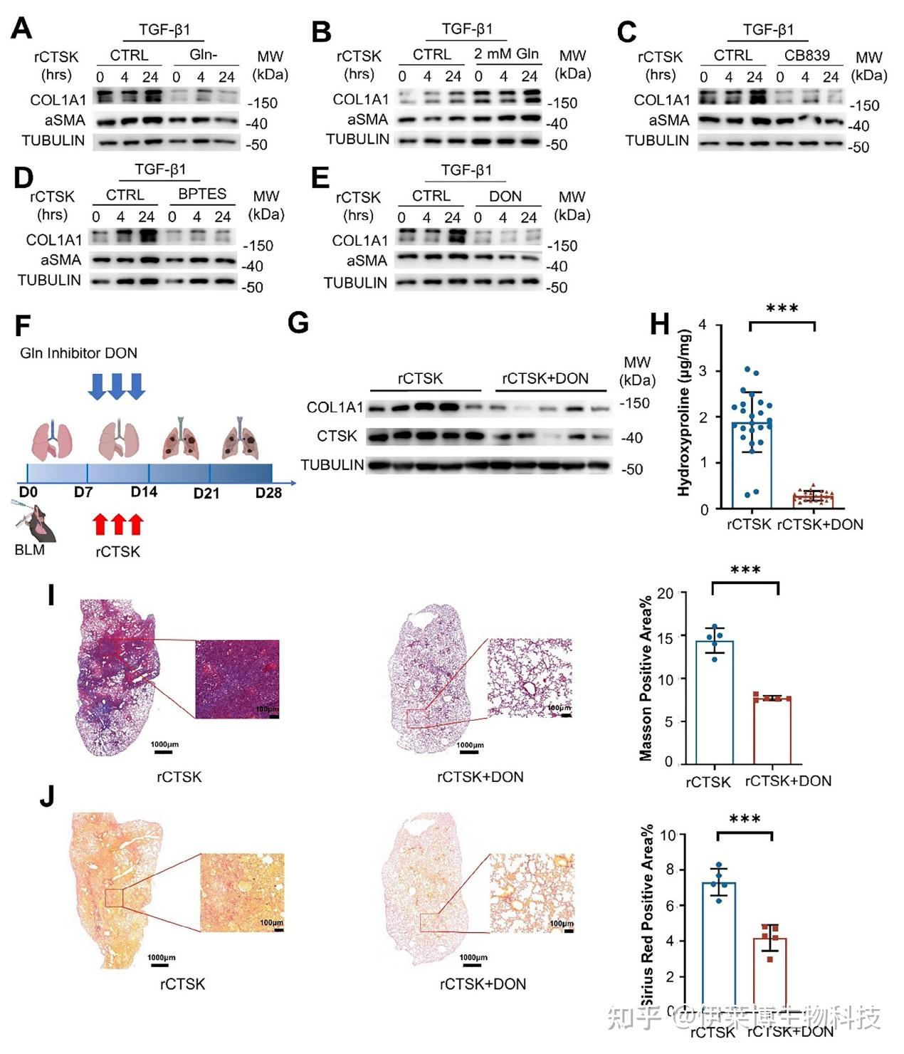 Advanced science最新研究表明： 组织蛋白酶K通过促进成纤维细胞谷氨酰胺代谢和胶原蛋白合成加重肺纤维化 - 知乎