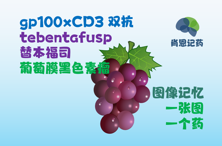 记住所有FDA生物药 | gp100×CD3 TCR双抗 | Tebentafusp 替本福司 | 葡萄膜黑色素瘤 - 知乎