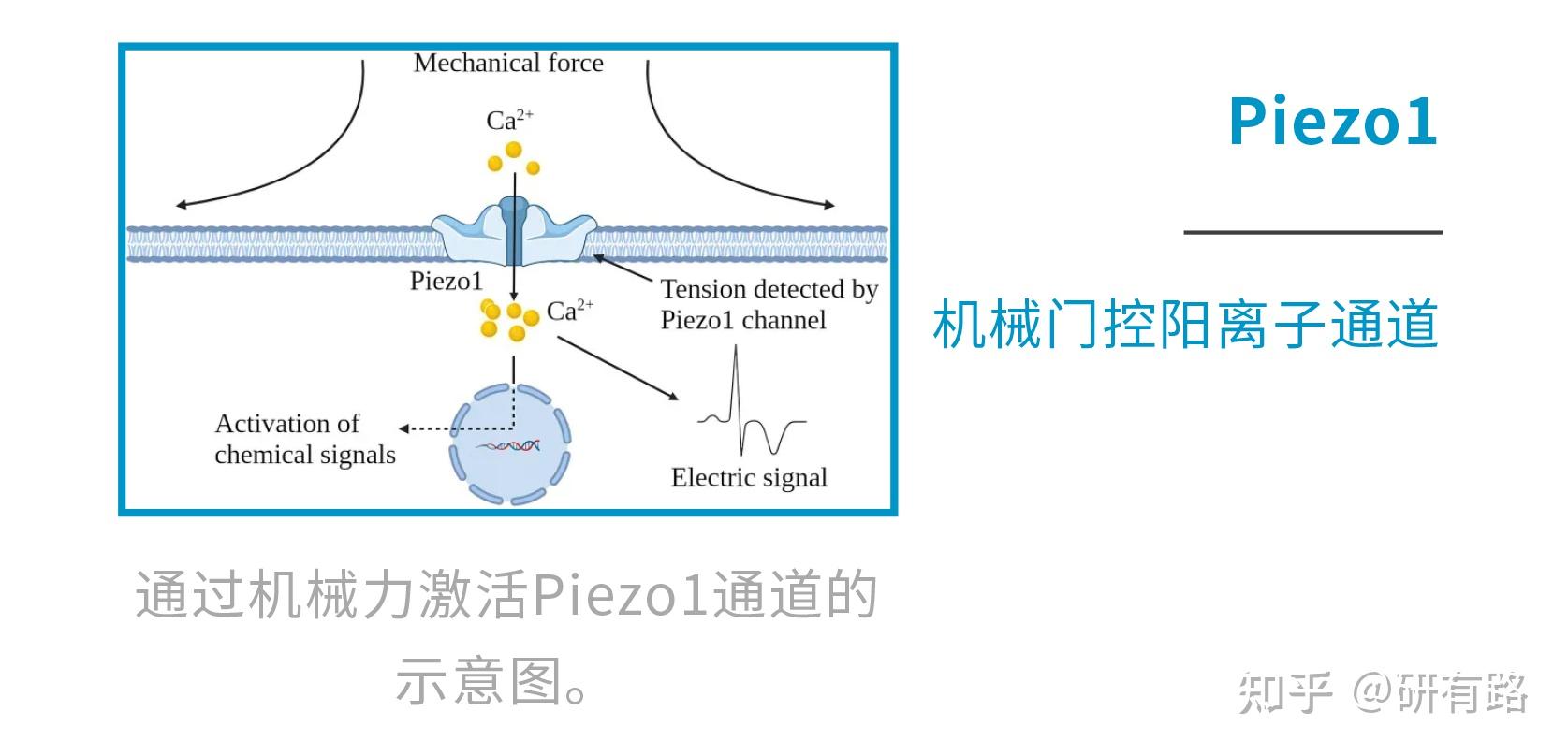 机械敏感性离子通道典型代表Piezo1，基础研究发文蓝海，前景不容小觑！ - 知乎