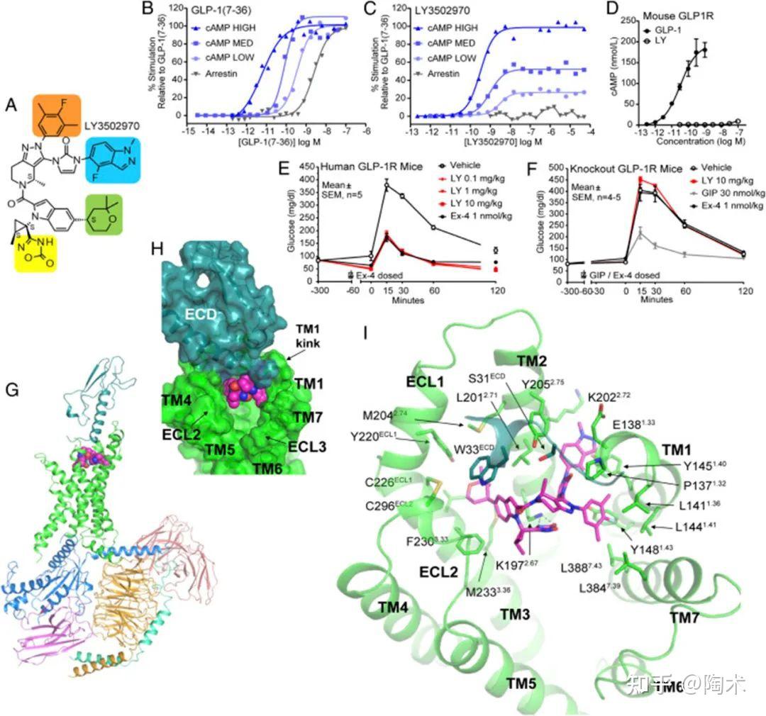 【13期】TargetMol明星分子——Orforglipron - 知乎