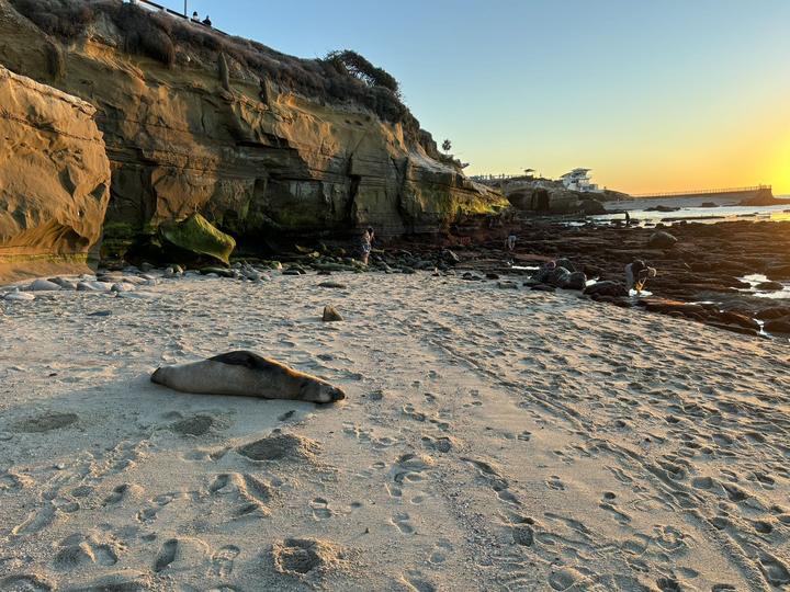 UCSD MSCS(CS75) 24Fall 就读 & 找工小记 - 知乎