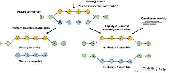 单倍体组装工具Hifiasm简介及基本运行命令(一) - 知乎