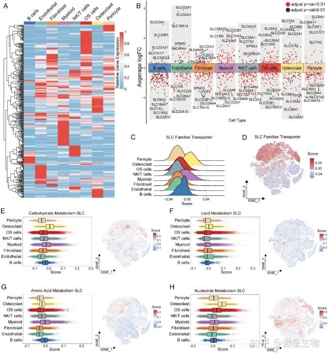 IF:6.0/Q1，单细胞分析+机器学习+单基因分析，揭示SLC7A1在骨肉瘤中的作用！ - 知乎
