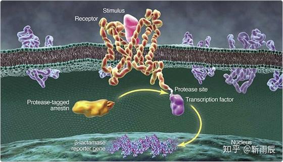 TANGO assay （受体激活测定） - 知乎