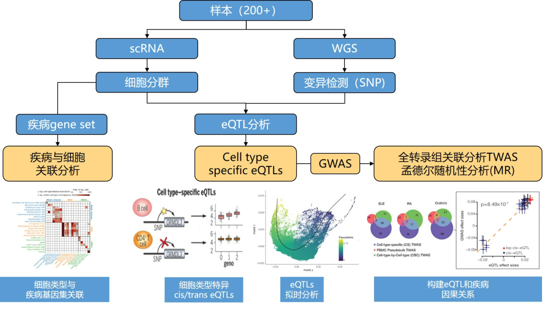 单细胞eQTL分析 | 启航单细胞多组学大数据时代 - 知乎