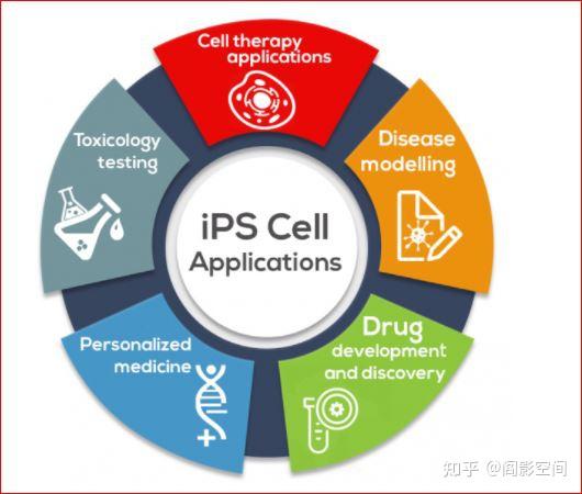 诱导多潜能干细胞 (iPSC)应用的发展和产业化现状 - 知乎